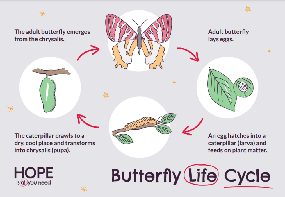 The life cycle of a butterfly - free downloadable poster